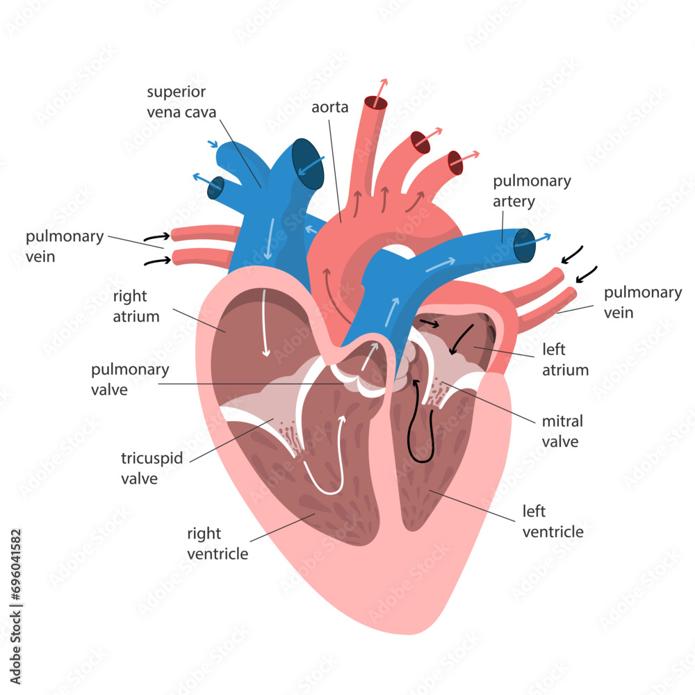 Anatomy of the heart with captions. Internal structure of human organ ...