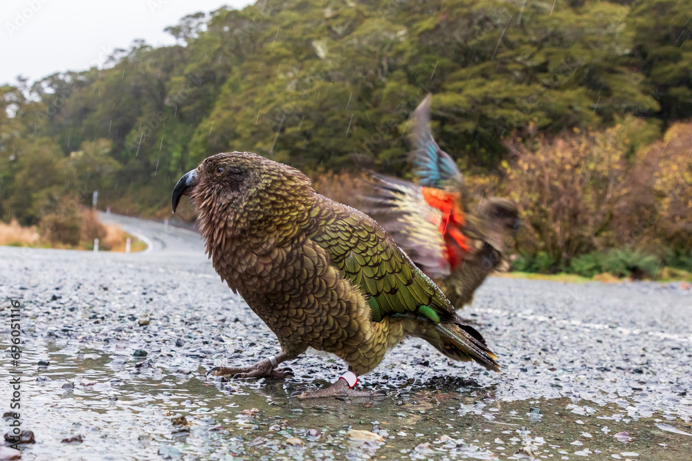 Photograph of a large green KEA Parrot standing on the ground in the ...