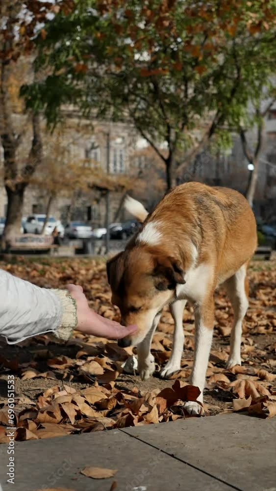 Vidéo Stock Vertical screen: A beautiful brown and white stray dog ...