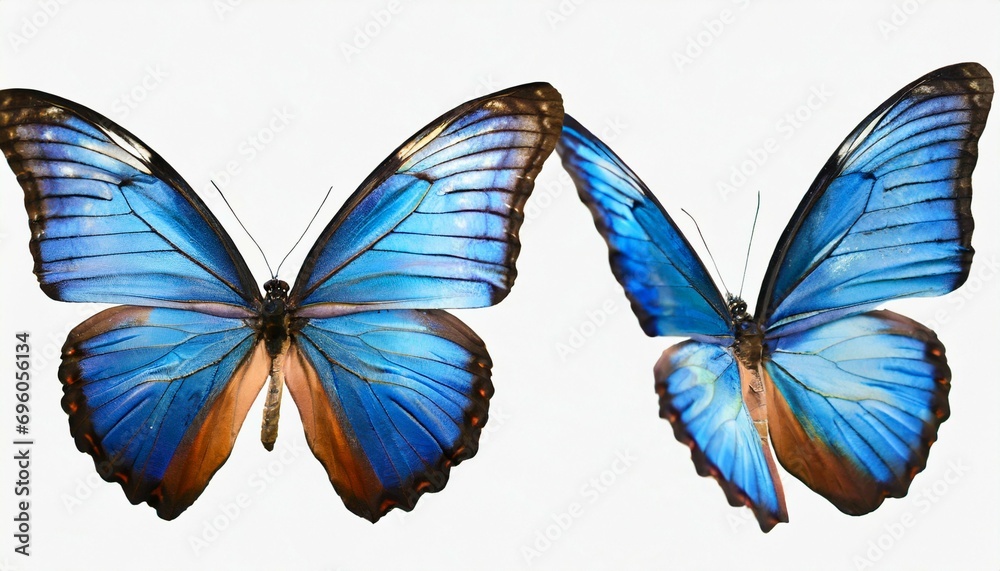 set two beautiful blue tropical butterflies with wings spread and in ...