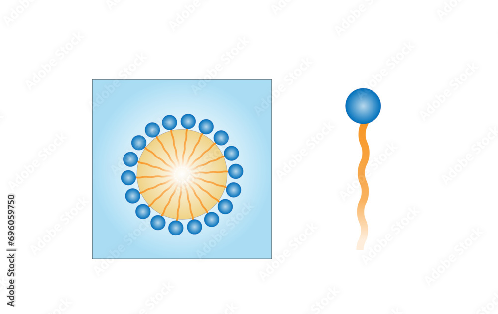 Emulsifier types, structure. Emulsion oil in water, water in oil ...