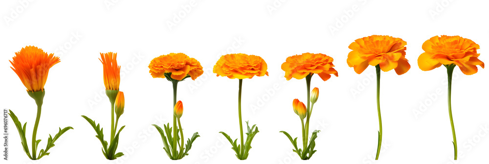 Set of orange marigold flowers on white. Stages of flower blooming ...