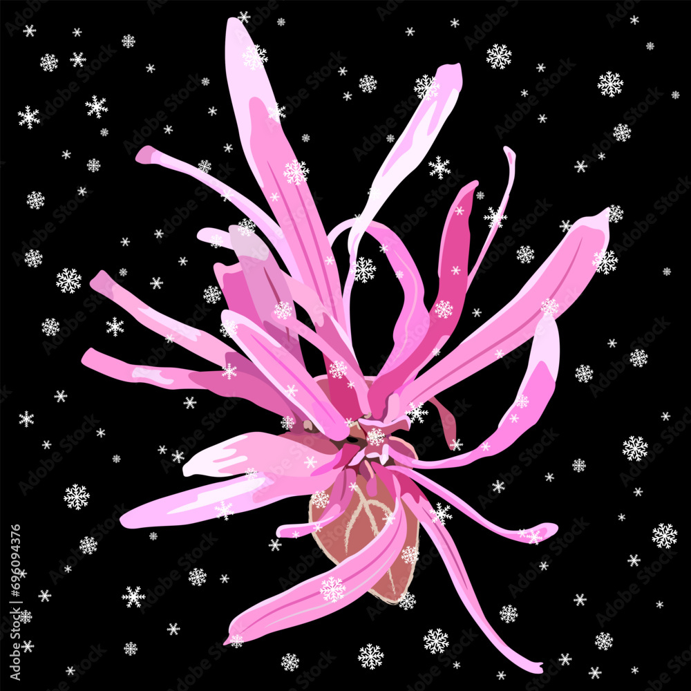 Single blooming flower of Loropetalum Chinense plant under snow ...