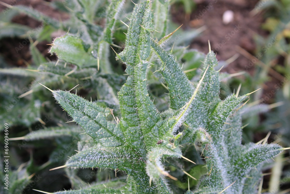 Up close picture of leaves from a Spear Thistle weed, scientific name ...