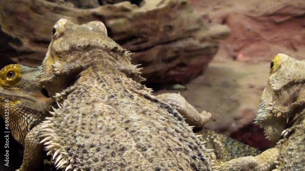 Central bearded dragons (Pogona vitticeps) trying to bask together ...