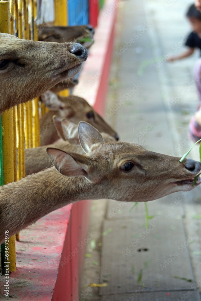 Rusa timorensis in the sanctuary, also known as Javan rusa or Sunda ...