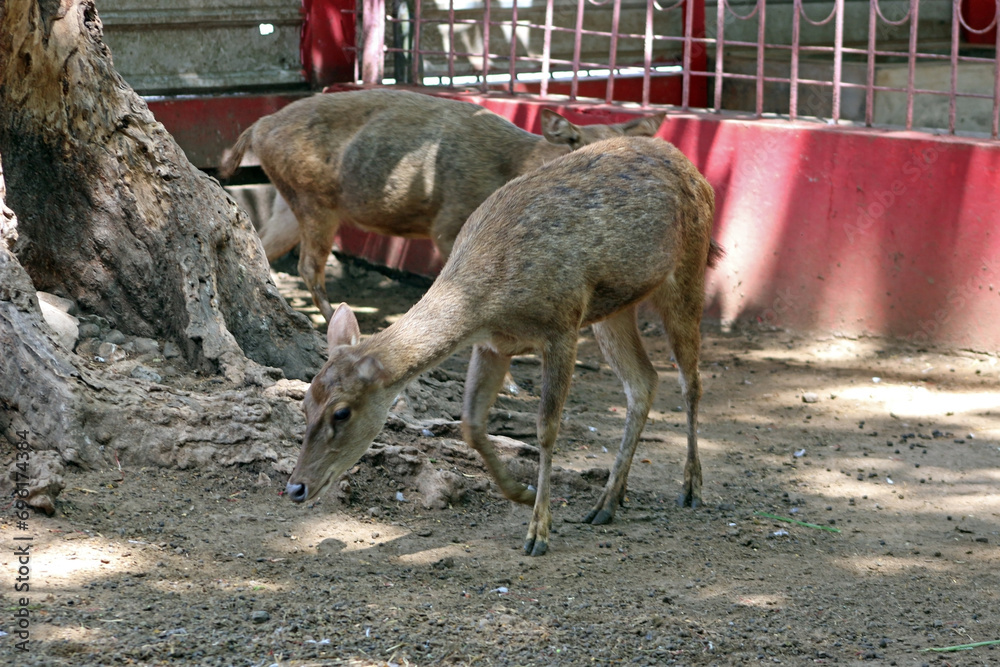 Rusa timorensis in the sanctuary, also known as Javan rusa or Sunda ...
