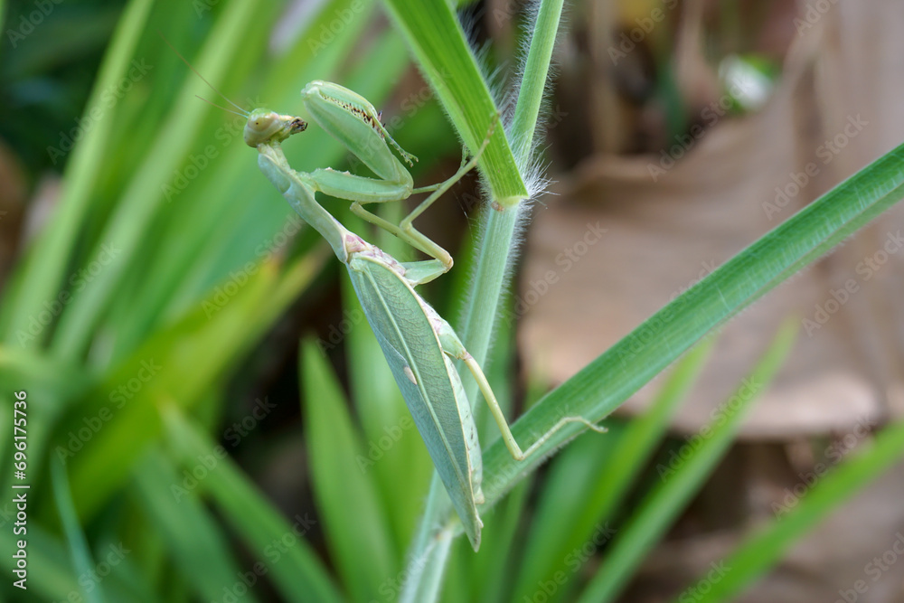Praying mantis on the grass. Praying mantis with scientific name ...