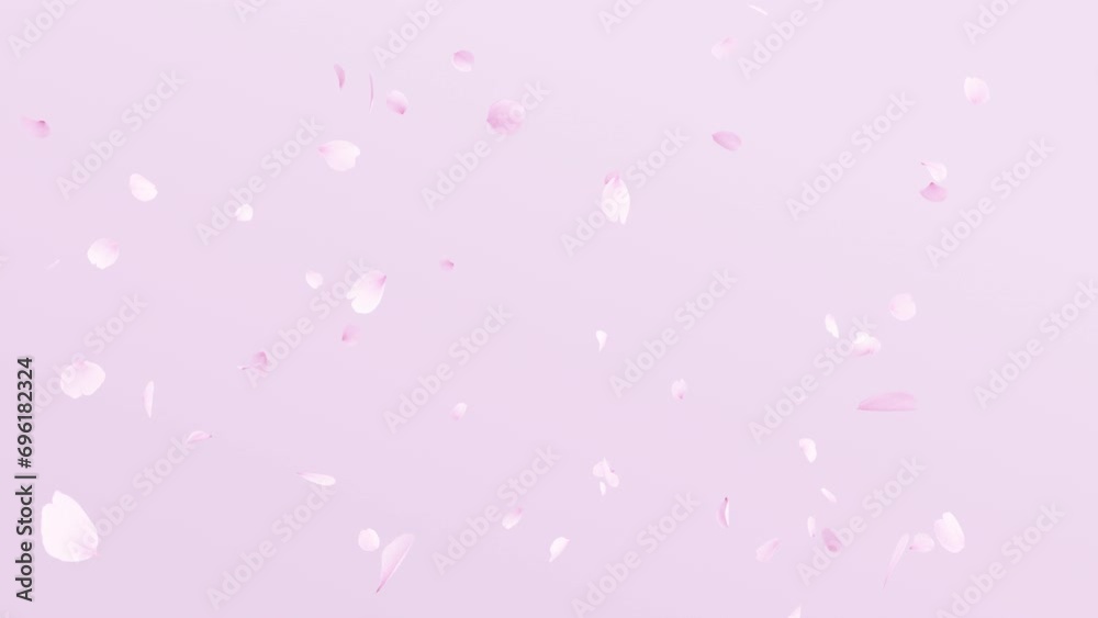 Cherry Blossom Petals Falling Loop on Pastel Background. Cherry blossom ...