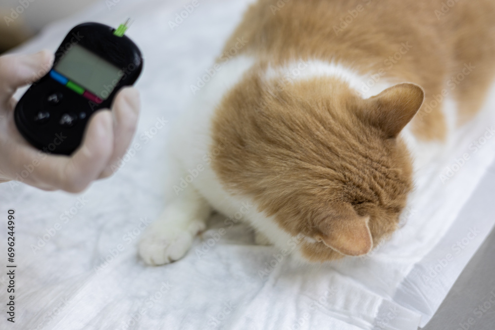 Measuring glucose in a cat. The veterinarian holds the device in his ...
