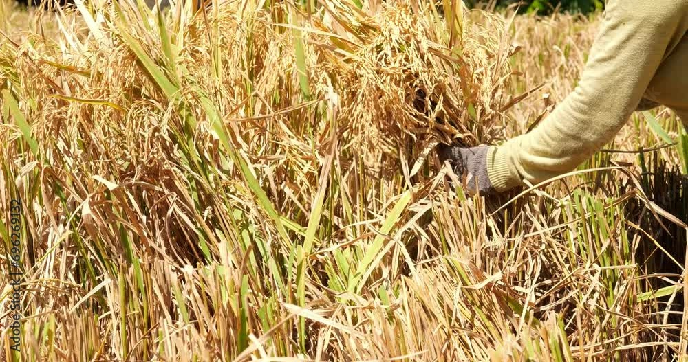Close slow motion of rice harvesting by Balinese woman, she grab bunch ...