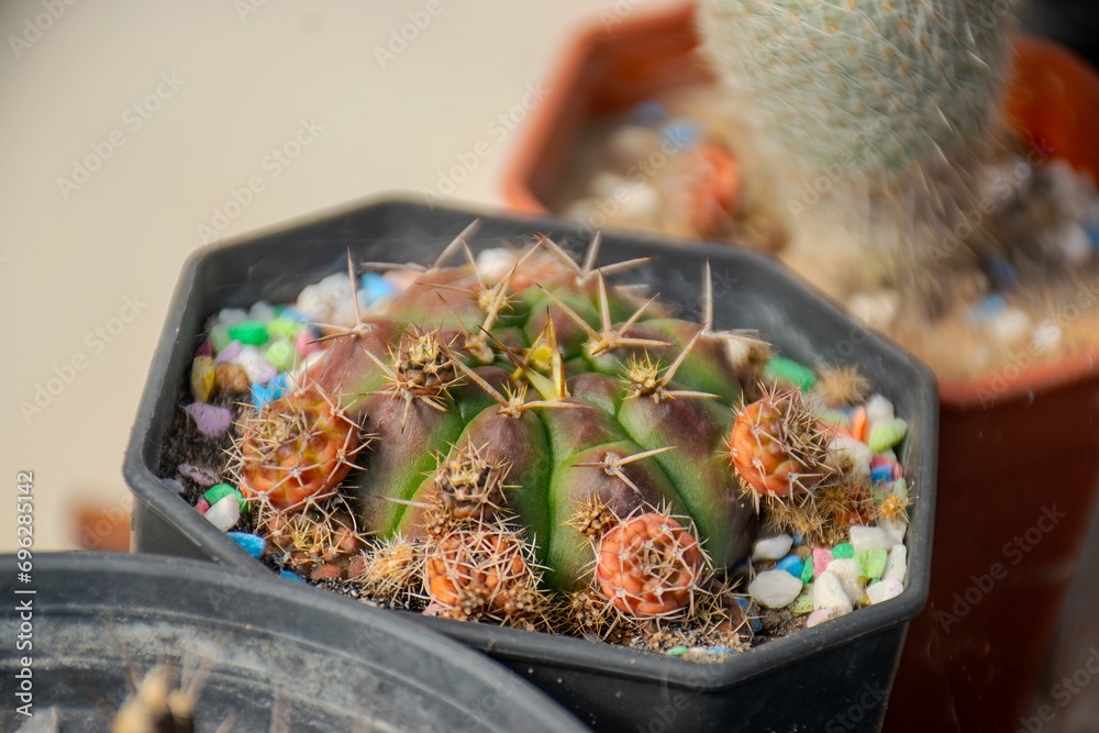 Gymnocalycium Species, Dwarf Chin Cactus, Spider-Cactus (Gymnocalycium ...