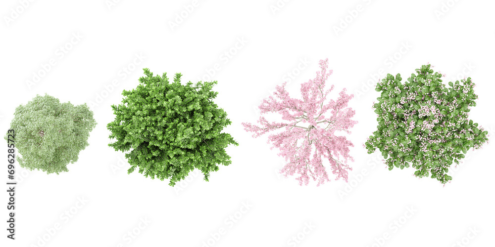Bucida Buceras,Buxus Serpenvirnes,Cassia Bakeriana,Catharantus Rosea ...