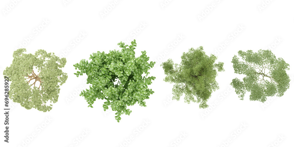 Dombeya Seminole,Eucaliptus Gunni,Ficus Microcarpa,Forest colour Trees ...