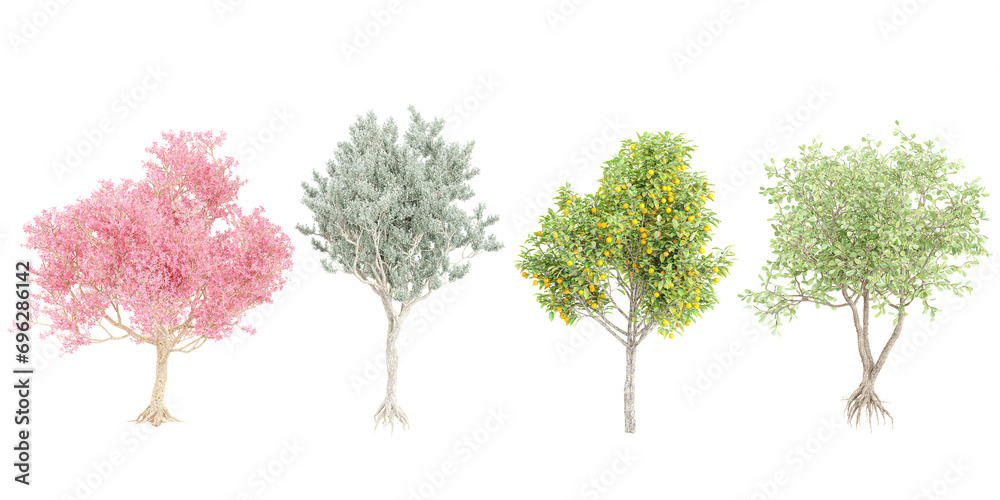 Seasonal Chorisia Speciosa,Citrus Sinensyscolors,Clusia Rosea ...