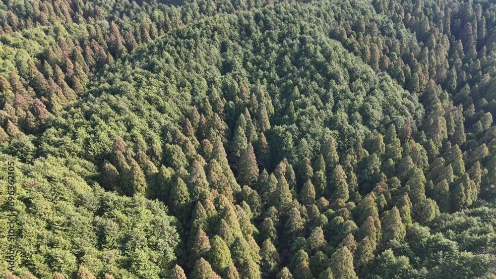 Vidéo Stock Forests and logged land. Some of the land remains as forest ...