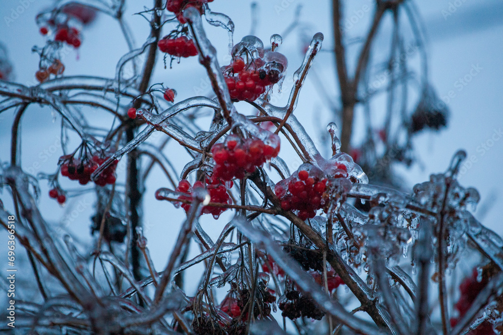 Red viburnum berries frozen by the first frosts in December. Viburnum ...
