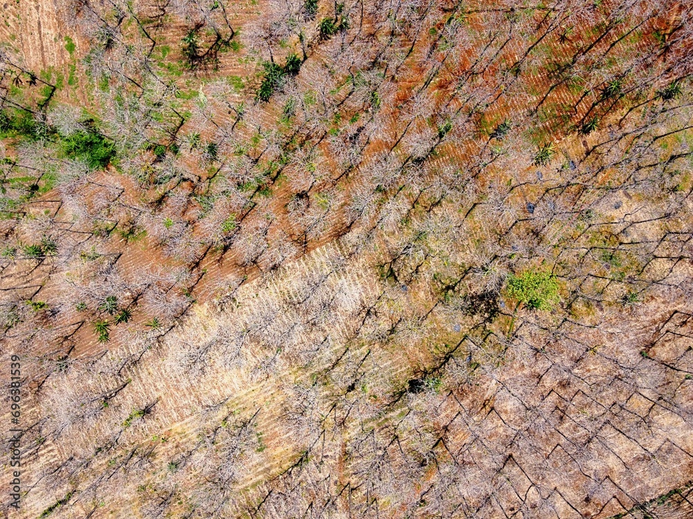 Teak forests dry out and wither during the dry season due to extreme ...