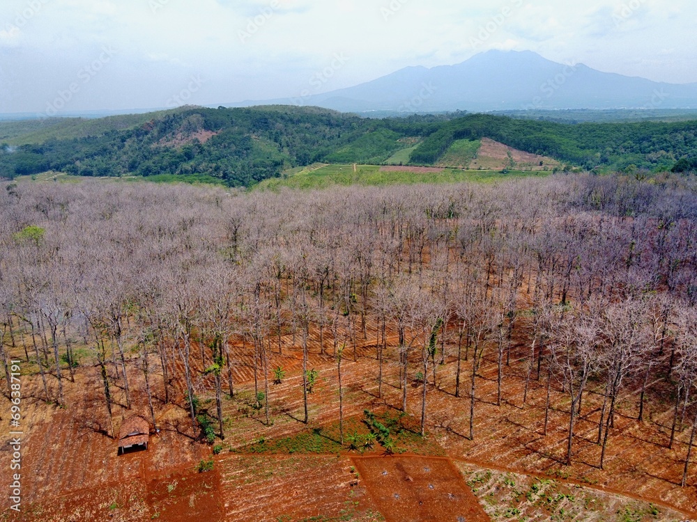 Teak forests dry out and wither during the dry season due to extreme ...
