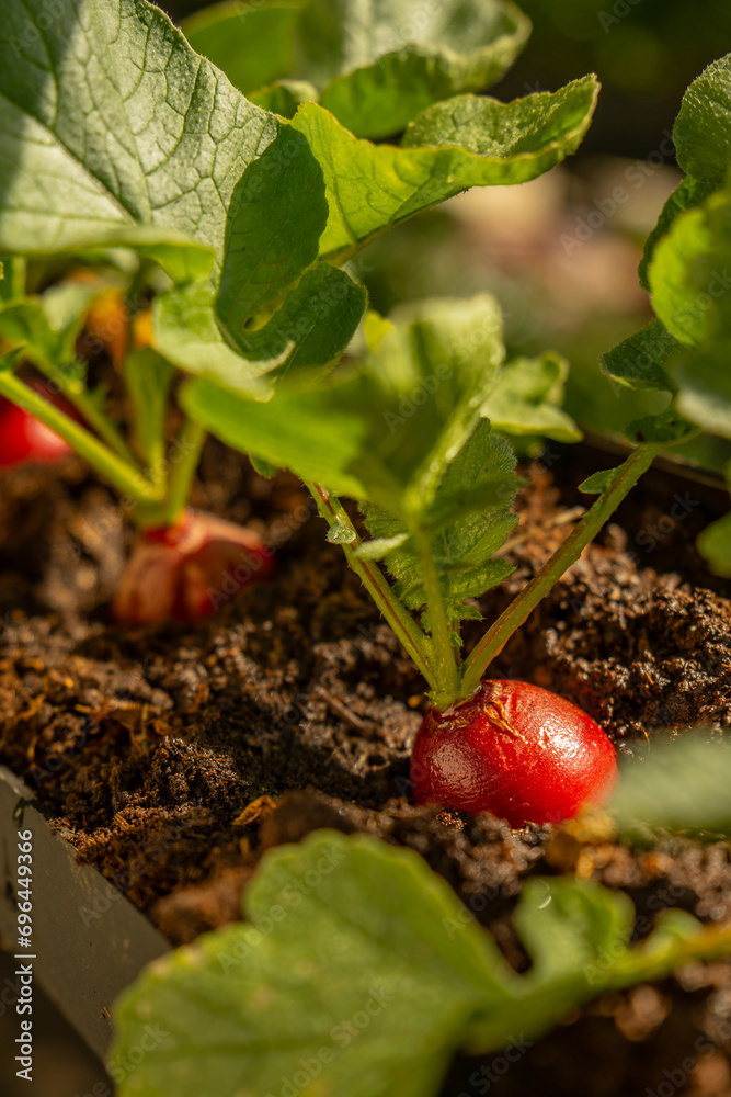 Rabanete plantado em canteiro de horta vertical em casa. sem aditivos ...