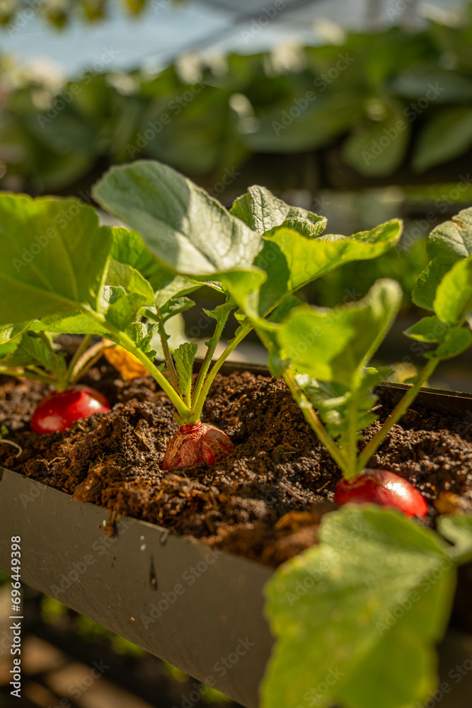 Rabanete plantado em canteiro de horta vertical em casa. sem aditivos ...