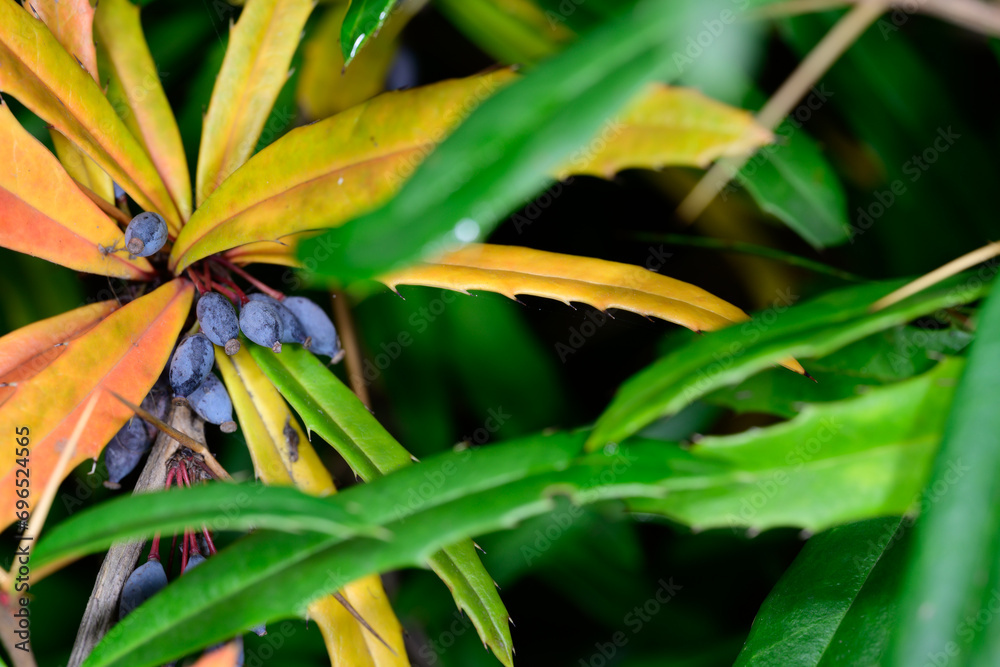 Chinese barberry. Berberis julianae or wintergreen barberry, Blue ...