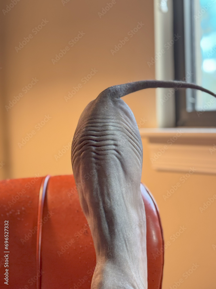 white sphynx cat jumping from window to office chair indoors tail ...