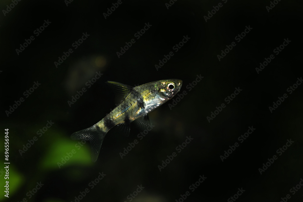 Golden Dwarf Barb (Pethia aurea) use to be mistaken called Pethia ...