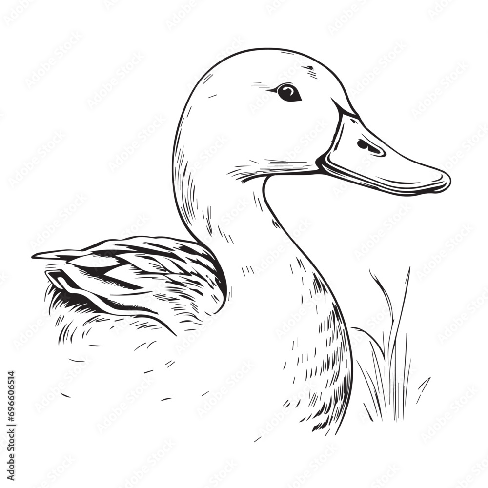 Duck in cartoon, doodle style. Isolated 2d vector illustration in logo ...