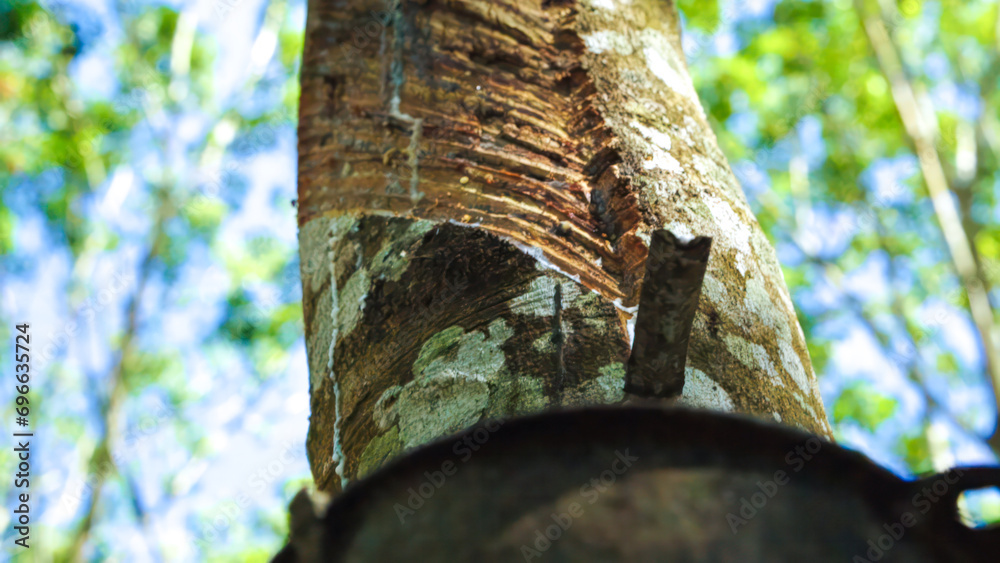 Rubber latex is dropping to rubber container from rubber tree ...