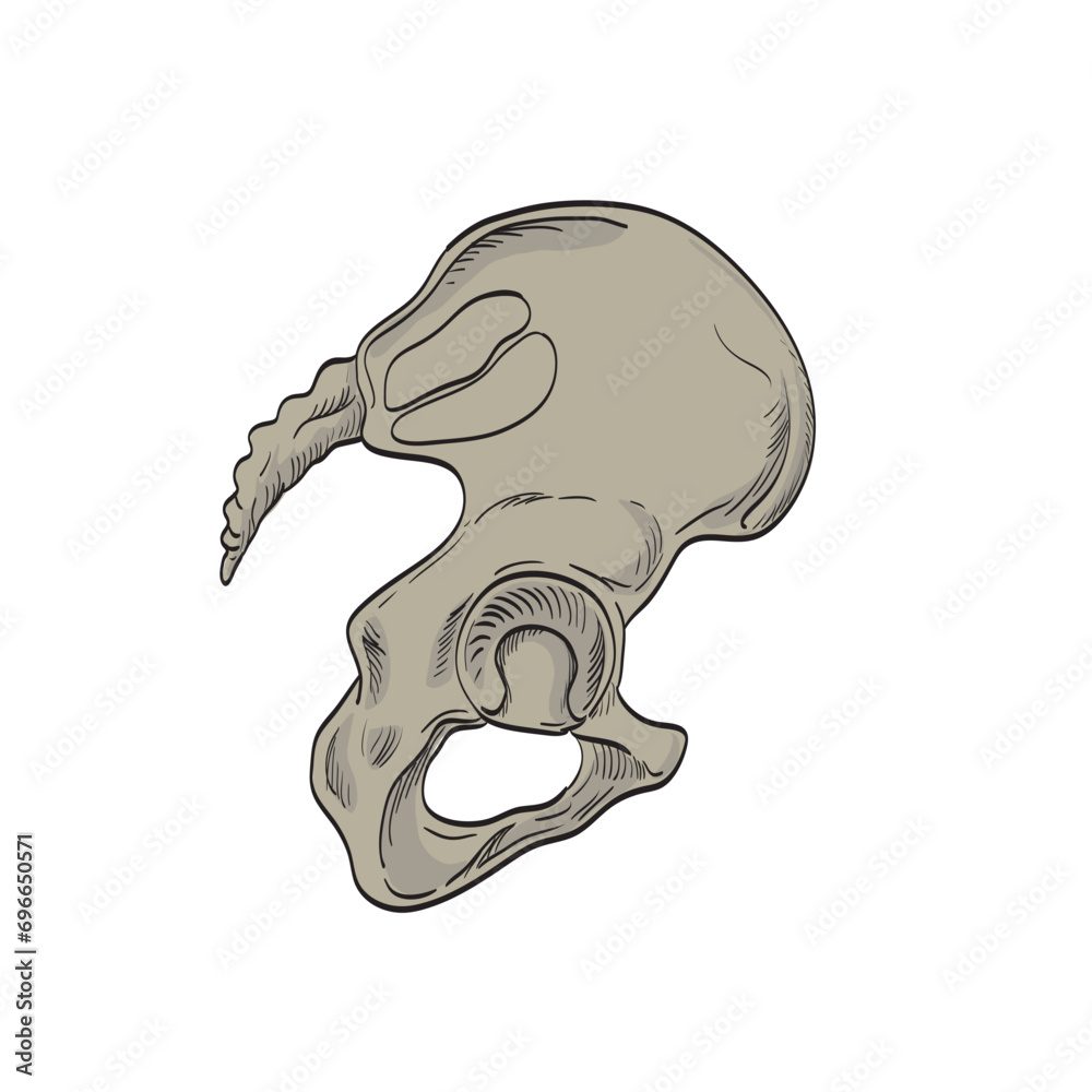 Medical illustration drawing of the sacroiliac joints linking the ...