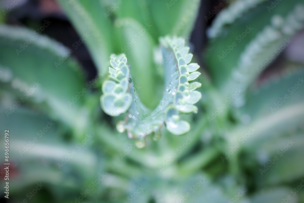 Nature Young Devil Backbone Kalanchoe Daigremontiana Bryophyllum ...