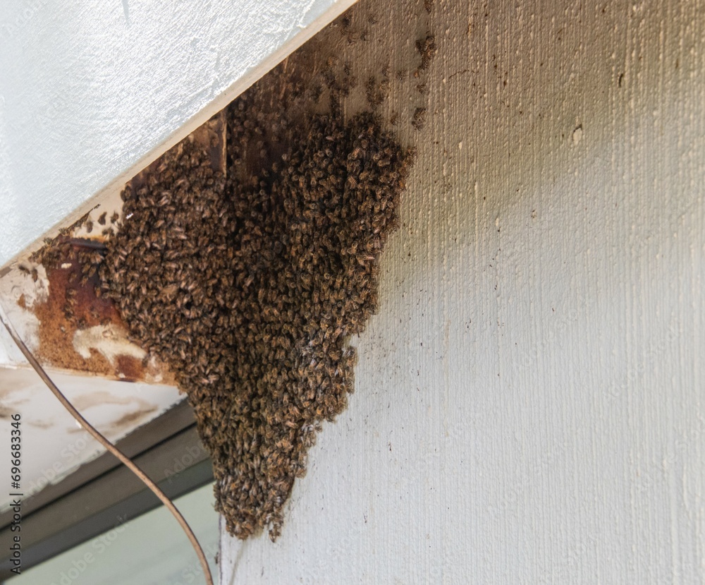 African honey bees bearding on a wall below their hive in the roof of ...