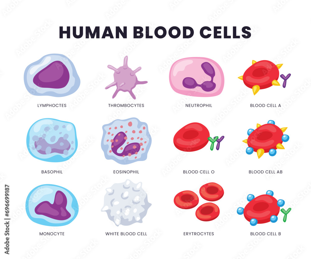 Set of different types of Human blood cells, diagram with all cell ...