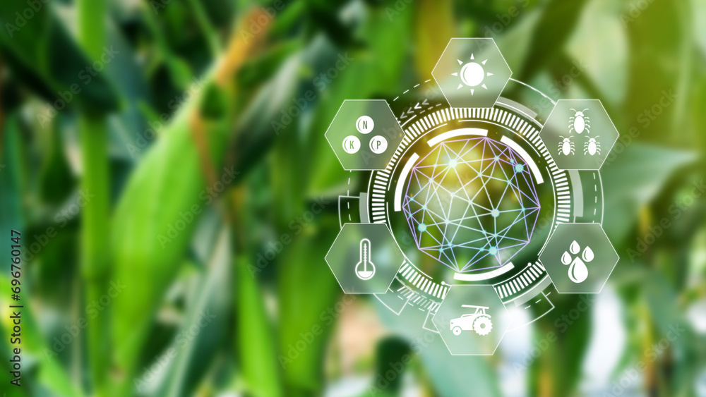 Maize seedling in cultivated agricultural field with infographics ...