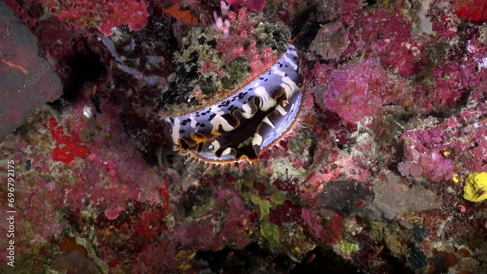 Leaf Scorpionfish (Taenianotus triacanthus) close up shot, Tropical sea ...