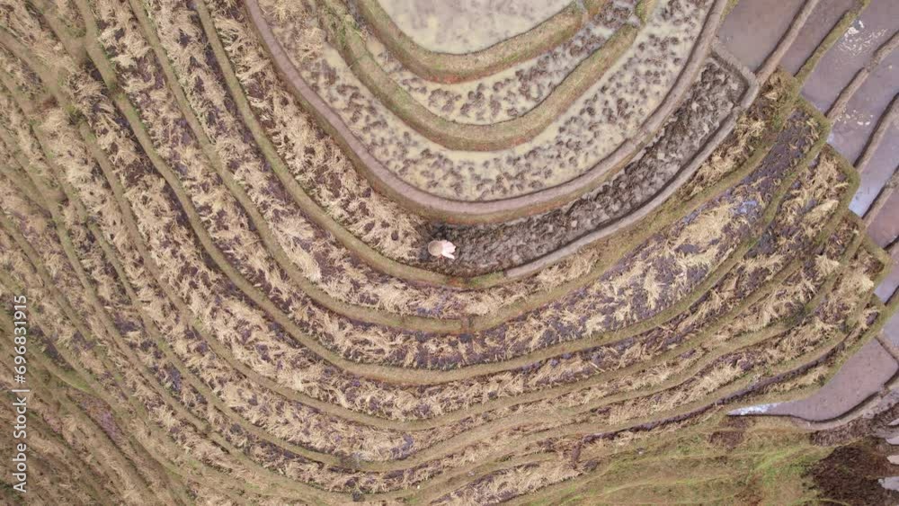 Vidéo Stock Balinese peasant hoes rice paddy, digs in stubble in damp ...