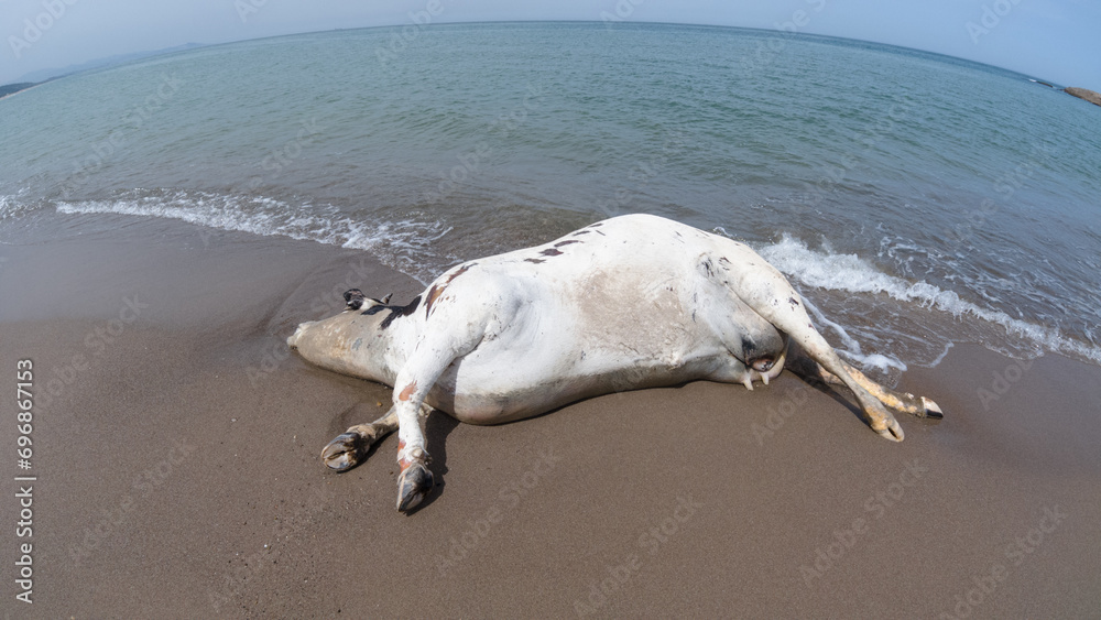 dead, cow, animal, dead animal, algeria, death, mammal, corpse ...