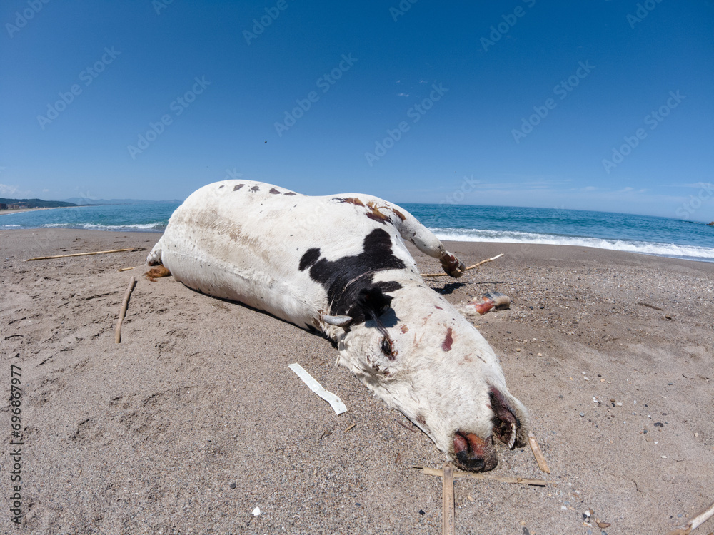 dead, cow, animal, dead animal, algeria, death, mammal, corpse ...