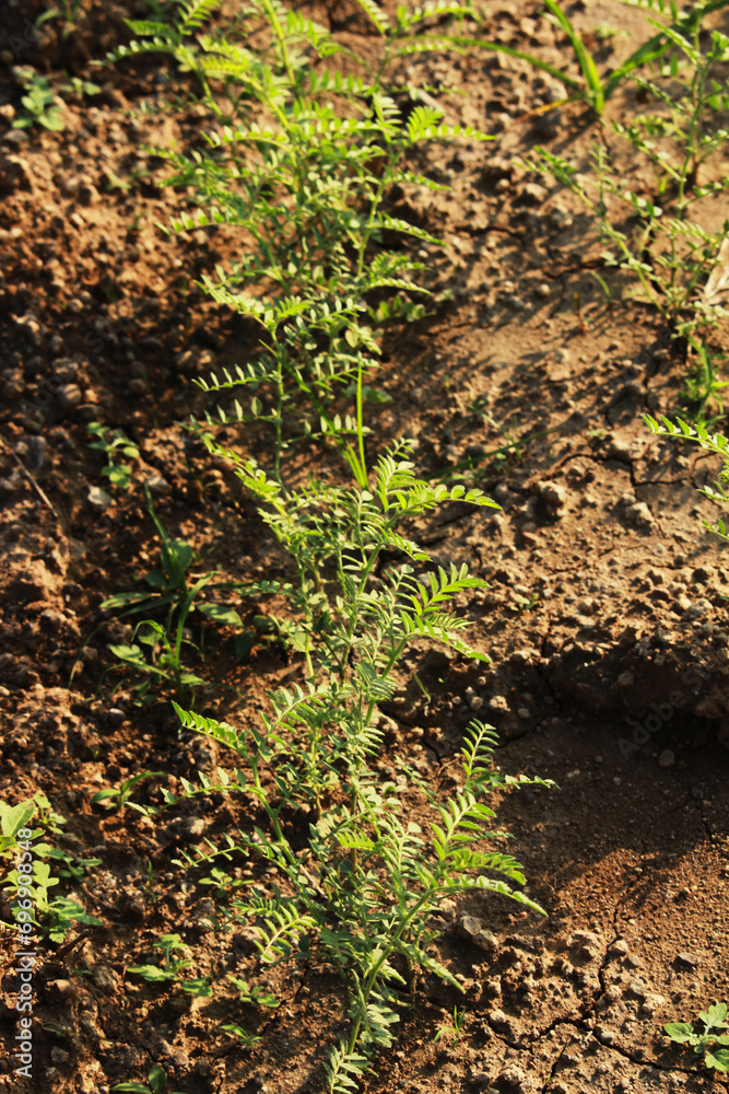 Young plant of chick pea. Chick pea or chana plantation in India. Also ...