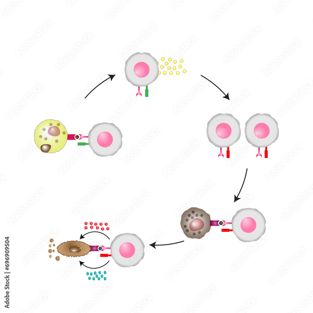 T-Cell activation diagram, helper T-cell and cytotoxic T-cell. Vector ...