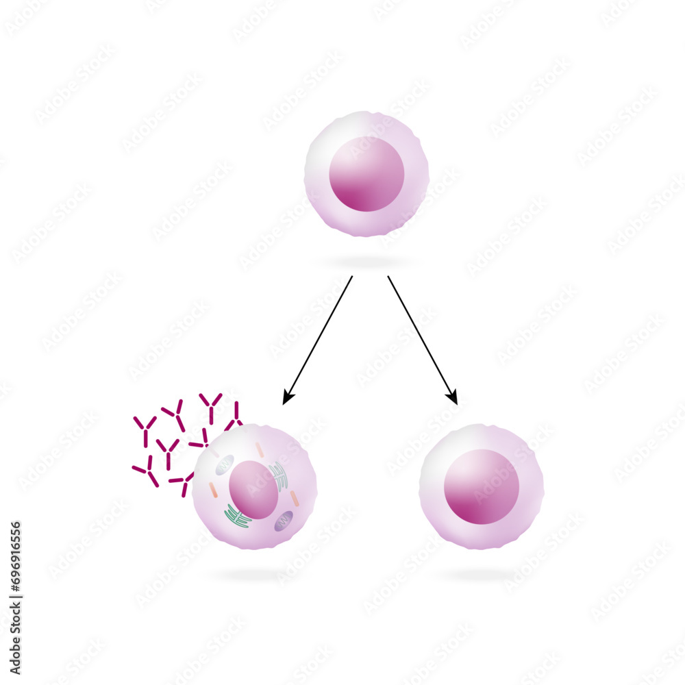 B-cell leukocytes. Plasma cell and memory B cell. b cell ... B-cell leukocytes. Plasma cell and memory B cell. b cell ...