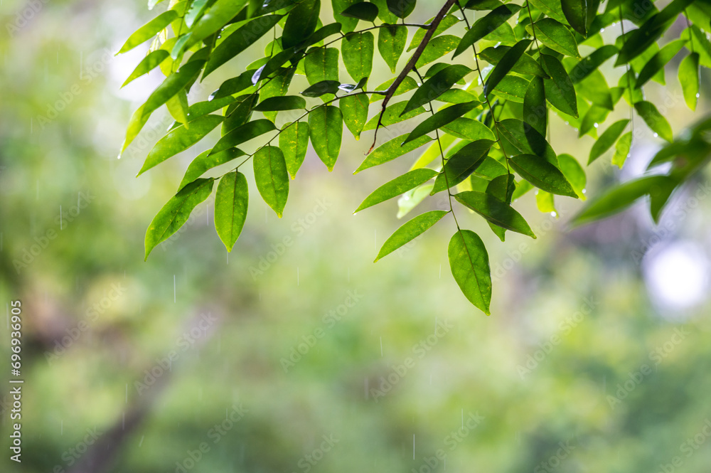 raining shower drop on leaf tree, close up of rainfall in jungle,Heavy ...