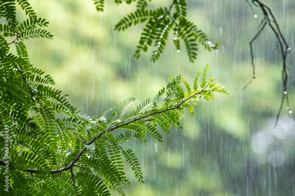 raining shower drop on leaf tree, close up of rainfall in jungle,Heavy Rain Falling on Tree ...