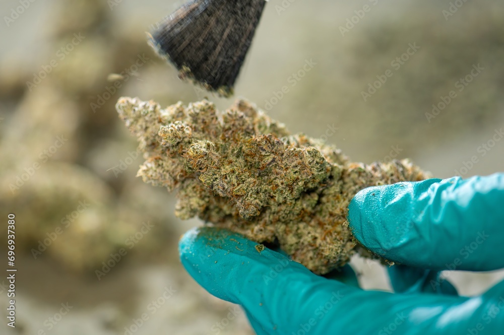 Hand brush trimming Buds of Cannabis in Drying Curing Cannabis flowers ...