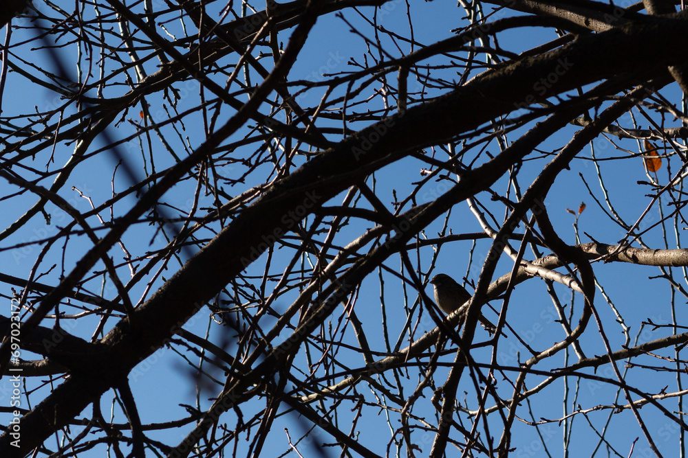 This cute little bird sat perched in the branches of this tree ...