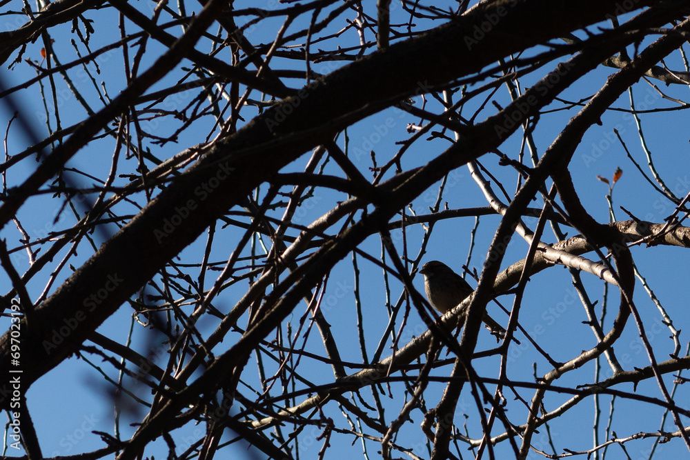 This cute little bird sat perched in the branches of this tree ...