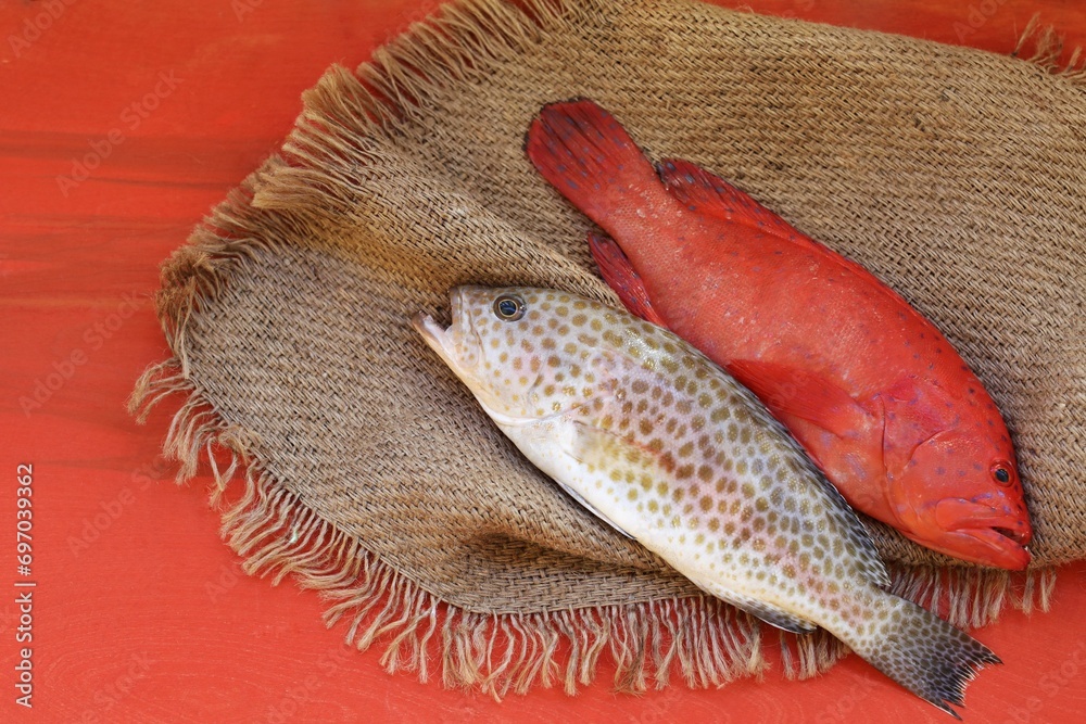 Cephalopholis,Areolate grouper, blue-spotted seabass, yellow-spotted ...