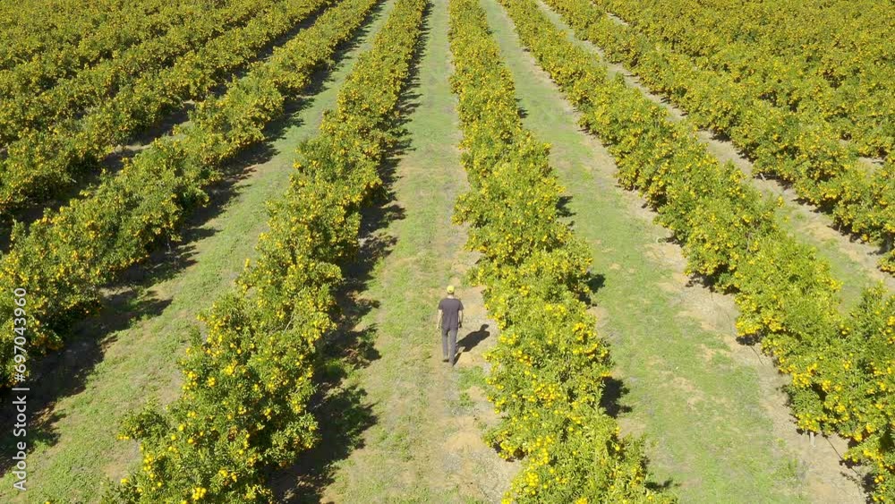 Vidéo Stock Agriculture, nature and drone of a lemon farm with natural ...
