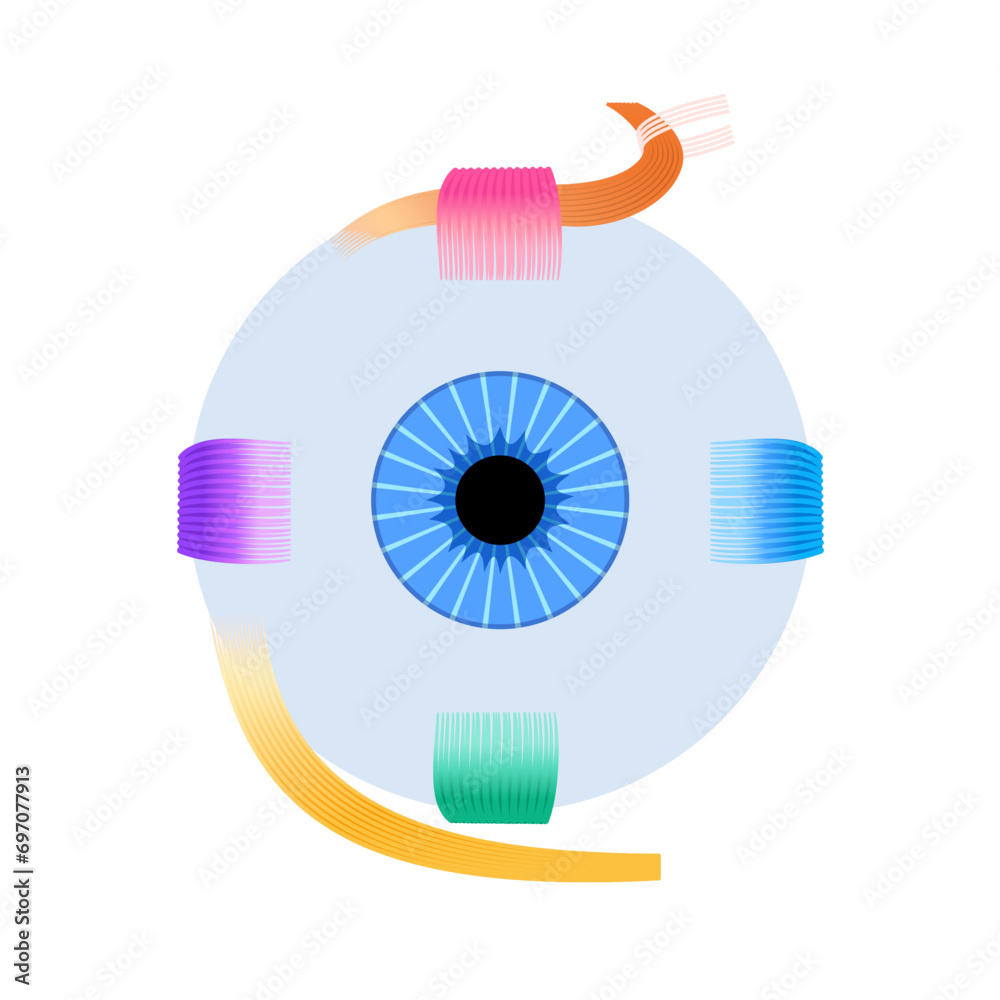 Extraocular muscles anatomy Stock Vector | Adobe Stock